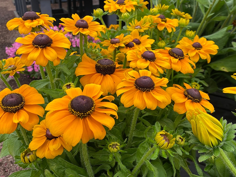Rudbeckia Toto Gold in 3L pot - Merryhatton Garden Centre