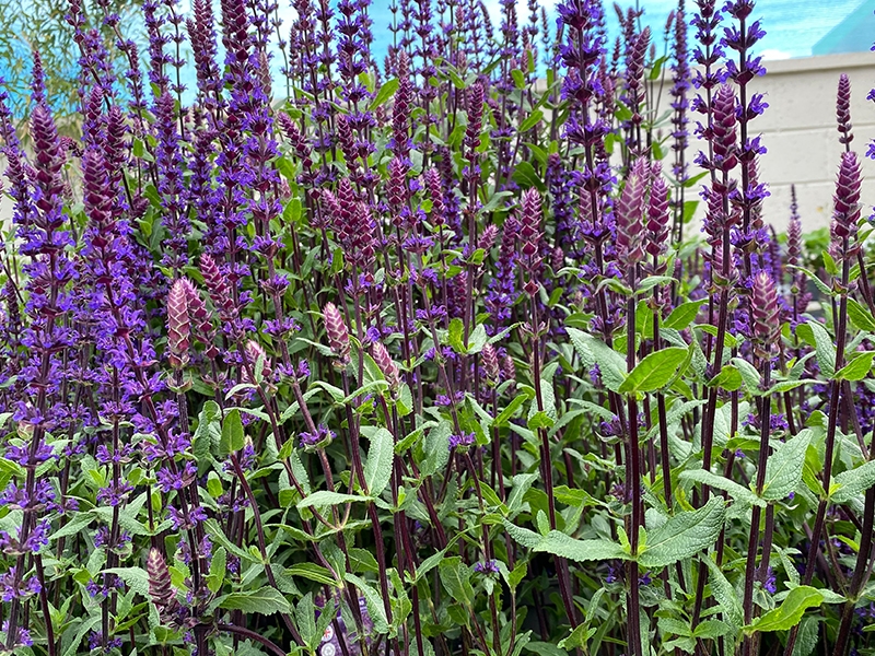 Salvia Caradonna - Merryhatton Garden Centre