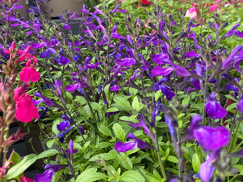 Salvia Mirage Blue - Merryhatton Garden Centre