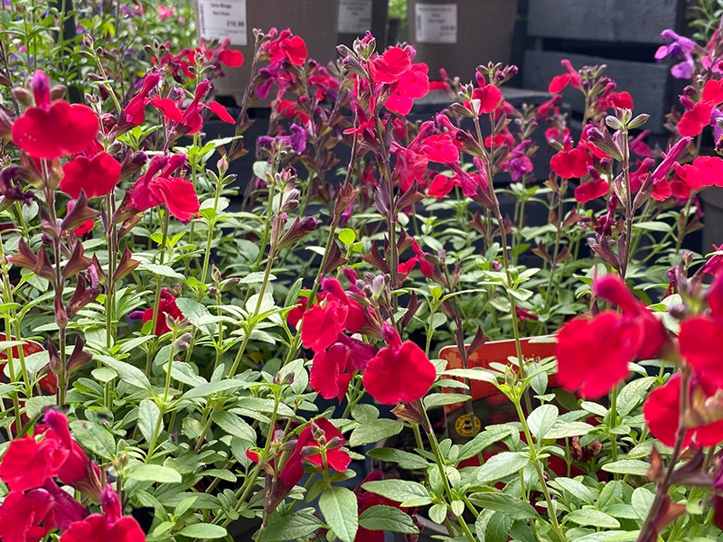 Salvia Mirage Cherry Red - Merryhatton Garden Centre