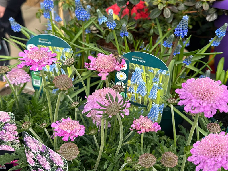 Scabious Pink Mist (Protected) 1.5L - Merryhatton Garden Centre