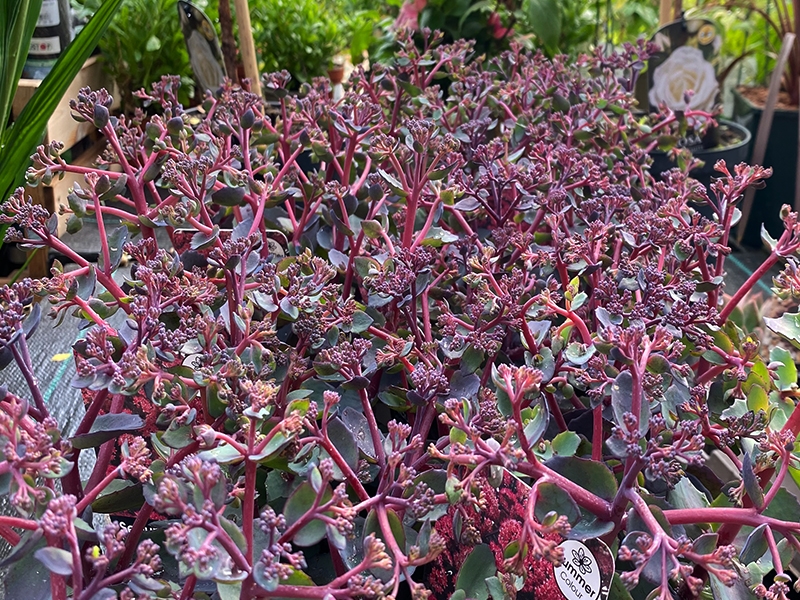 Sedum Seduction Rose Soiree in 2L pot - Merryhatton Garden Centre