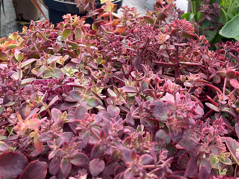 Sedum Sunsparkler Wildfire in 1L pot - Merryhatton Garden Centre