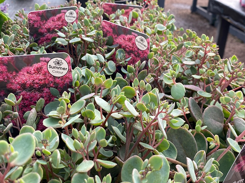 Sedum Superstar in 2L pot - Merryhatton Garden Centre