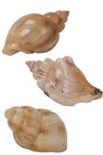 Shells pack of 3 - Merryhatton Garden Centre