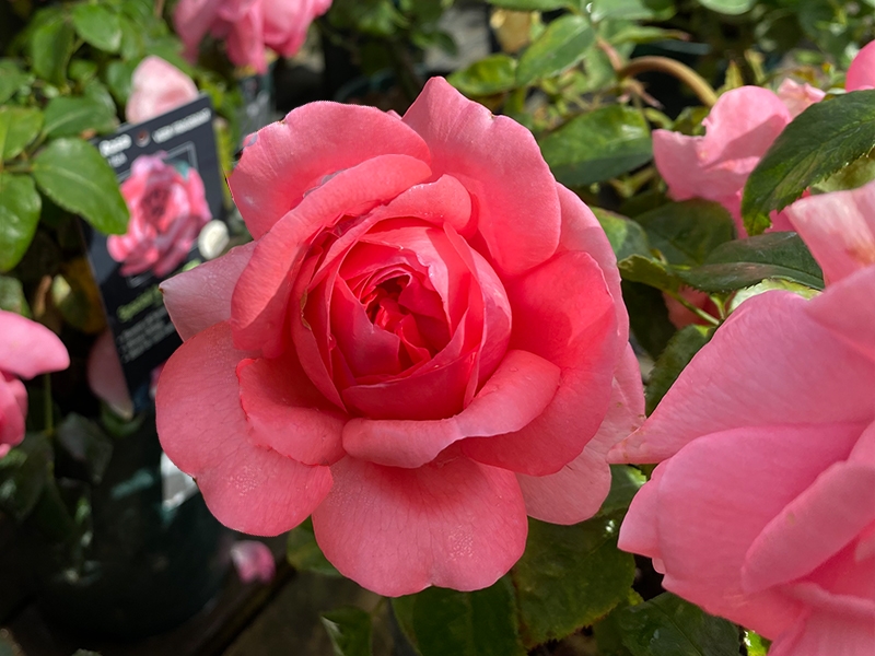 SPECIAL ANNIVERSARY rich rose pink - Merryhatton Garden Centre