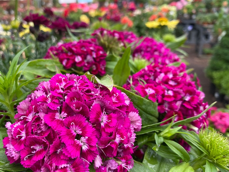Sweet William Purple in 2L pot - Merryhatton Garden Centre