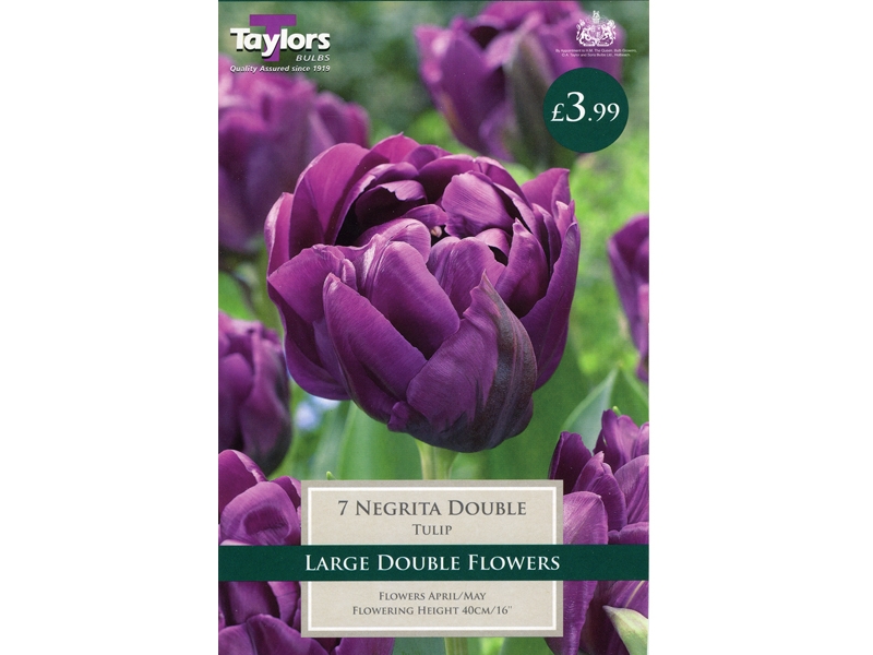 Tulip Negrita Double - Merryhatton Garden Centre