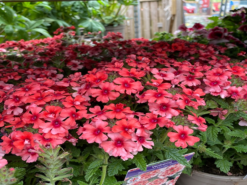 Verbena Showboat Mango Orange - Merryhatton Garden Centre