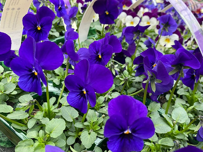 Viola Blue Blotch - Merryhatton Garden Centre